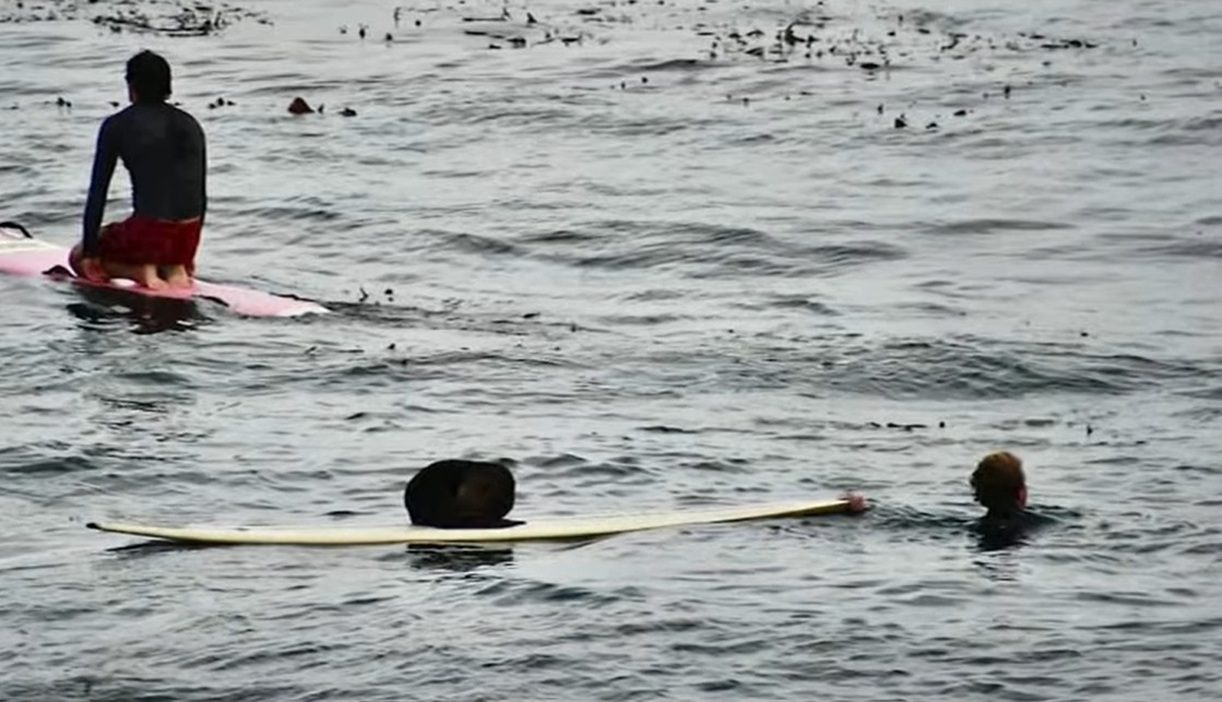 Aggressive Sea Otter Bites California Surfer On The Foot, Steals Board ...