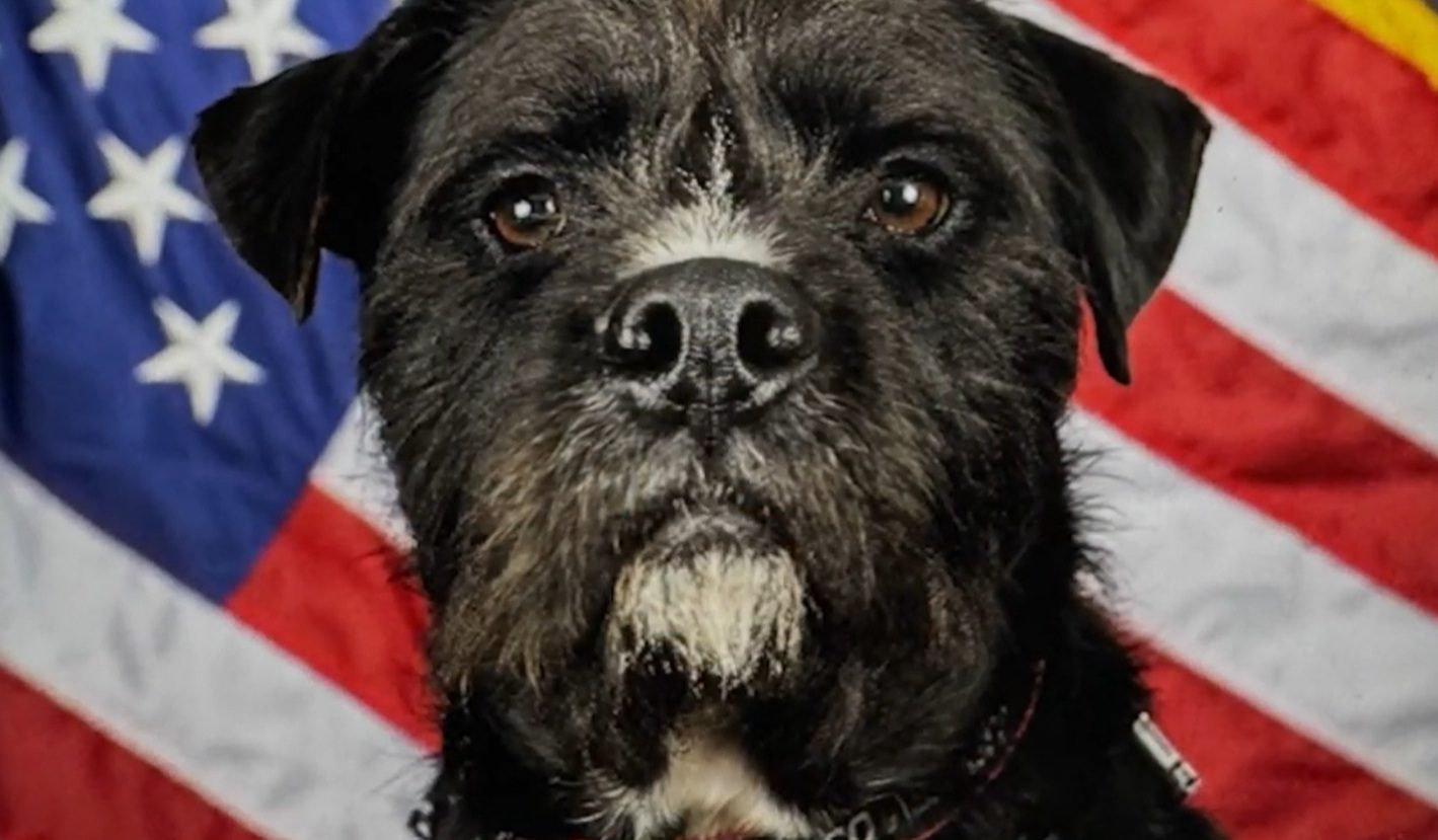 Retired Nashville Police Dog, Sgt. Bo, Wins AHS National Hero Dog Award ...