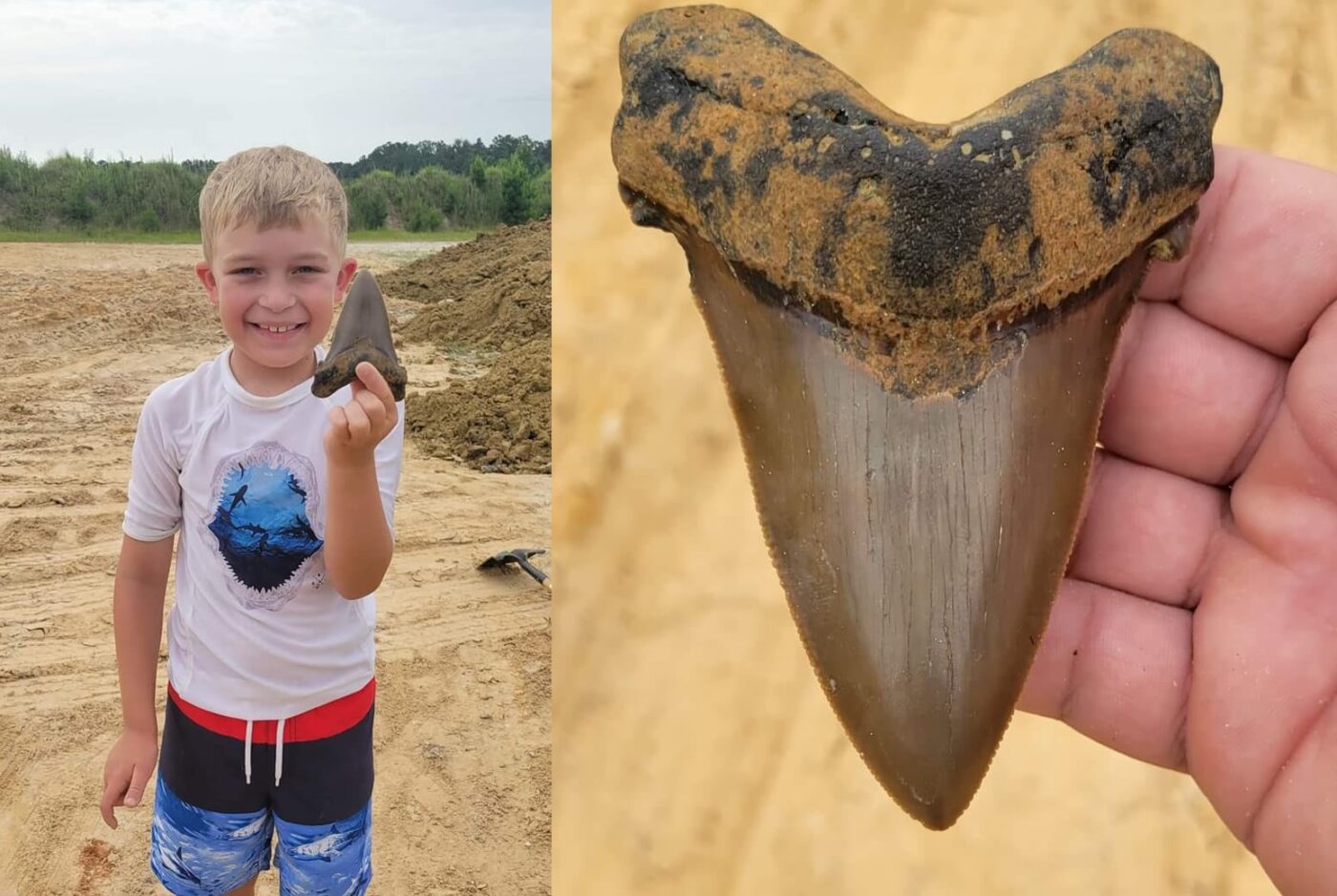 8-Year-Old Discovers 25 Million-Year-Old Prehistoric Shark Tooth In ...