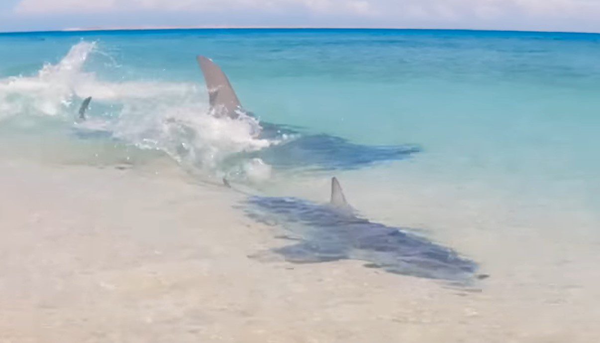 Shark Attack In Shallow Water Sharks And Dingoes On The Beach At