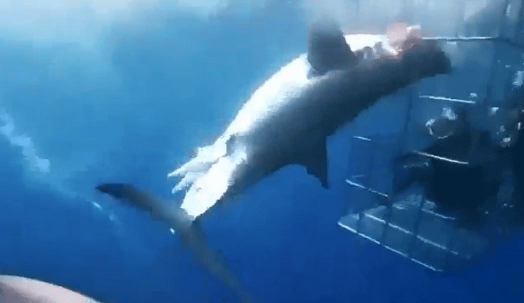 Great White Shark Dies Ramming Itself Into Diver’s Cage Off Coast Of ...