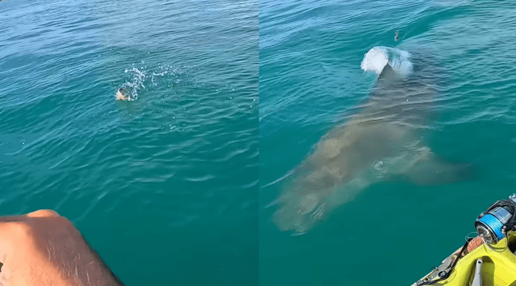 Florida Angler Goes “Code Brown” When Bull Shark Barrels Towards His ...