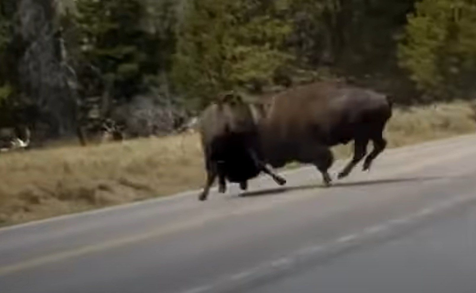 Rutting Bison Sends Rival Bull Skidding Across The Road At Yellowstone ...