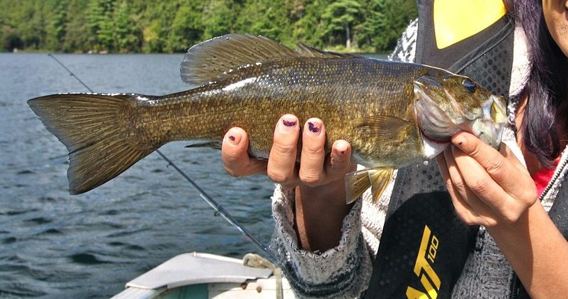 Canada Anglers To Be Fined $100,000 If They Release Smallmouth Bass In ...