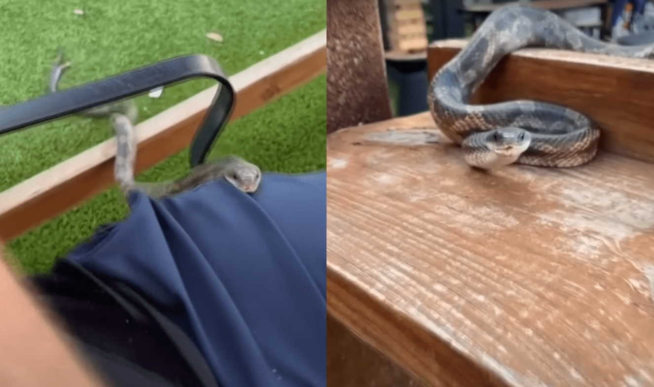 Snake Slithers Onto Man’s Lap At Texas Restaurant | Whiskey Riff