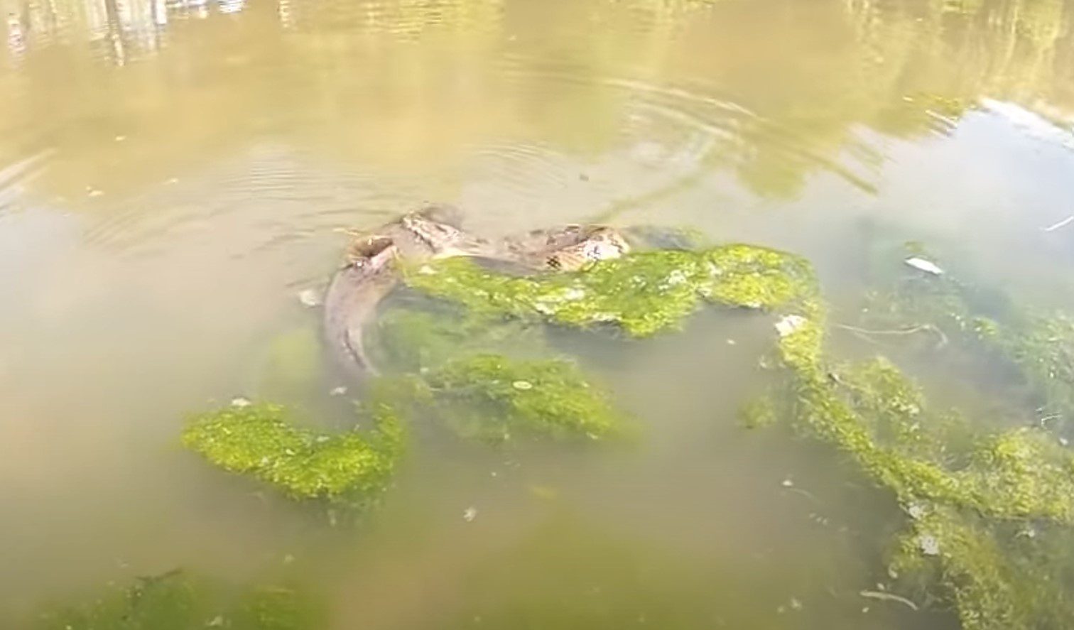 Monstrous Water Snake Wraps Up A Massive Catfish In The Colorado River ...