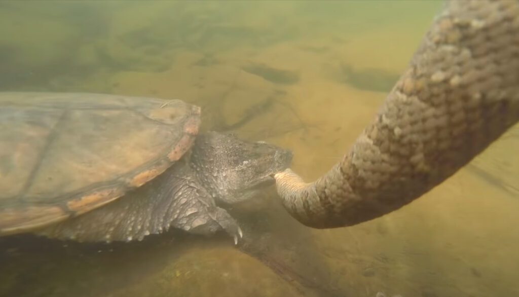 Rare Footage Of Snapping Turtle Attacking 4-Foot Water Snake In ...