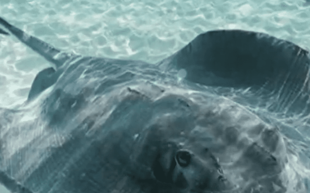 North Carolina Aquarium Has To Go Full ‘Maury’ To Identify How Stingray ...