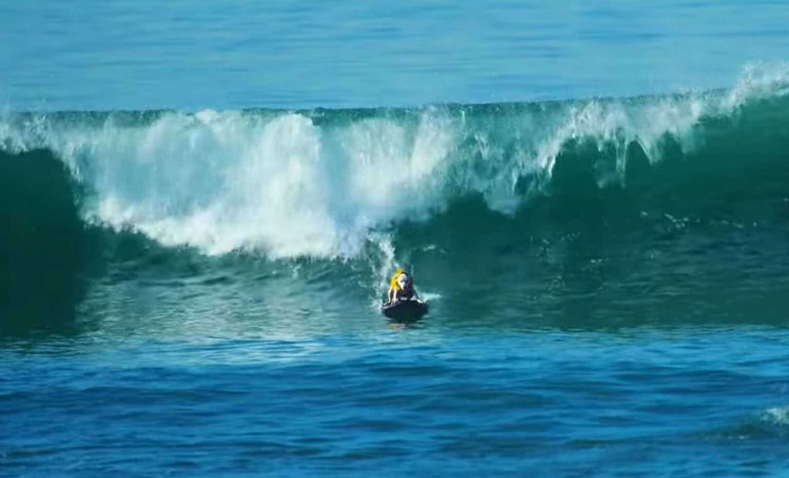 Viral Surfing Dog, Sugar, Passes Away At 16 Just Weeks After Cancer ...