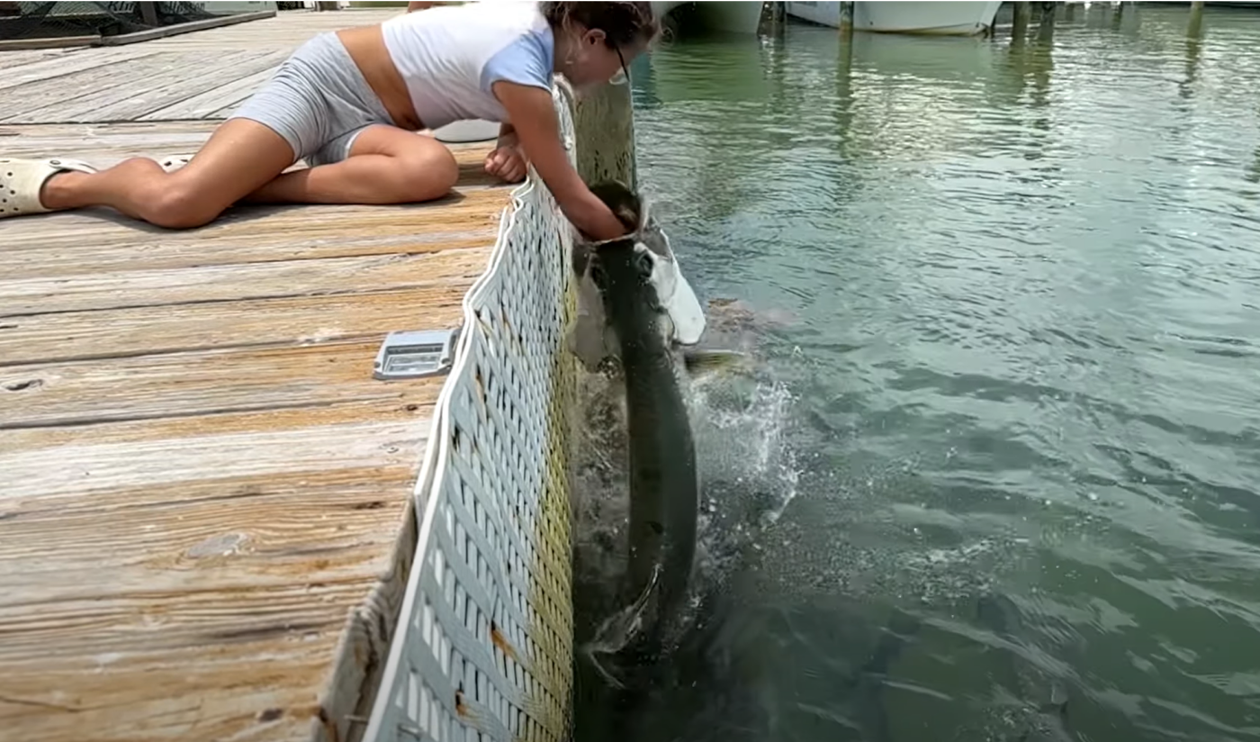 Young Girl Gets Her Arm Swallowed Hand Feeding Tarpon From Florida Dock ...