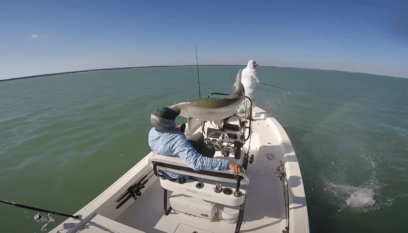 Tarpon Jumps Clean Over Boat, Nearly Smacks Fisherman Square In The ...