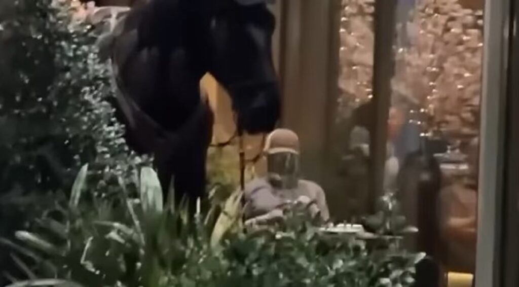 Texas Man Dines With His Horse At Upscale Mexican Restaurant | Whiskey Riff