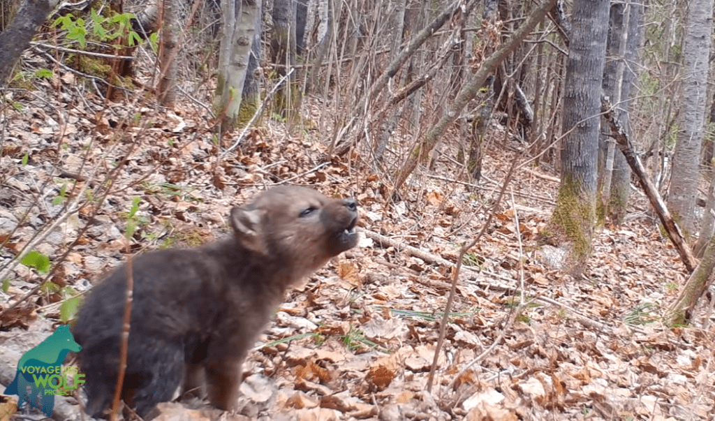 First Wild Wolf Pups Born In Colorado Since The 1940s | Whiskey Riff
