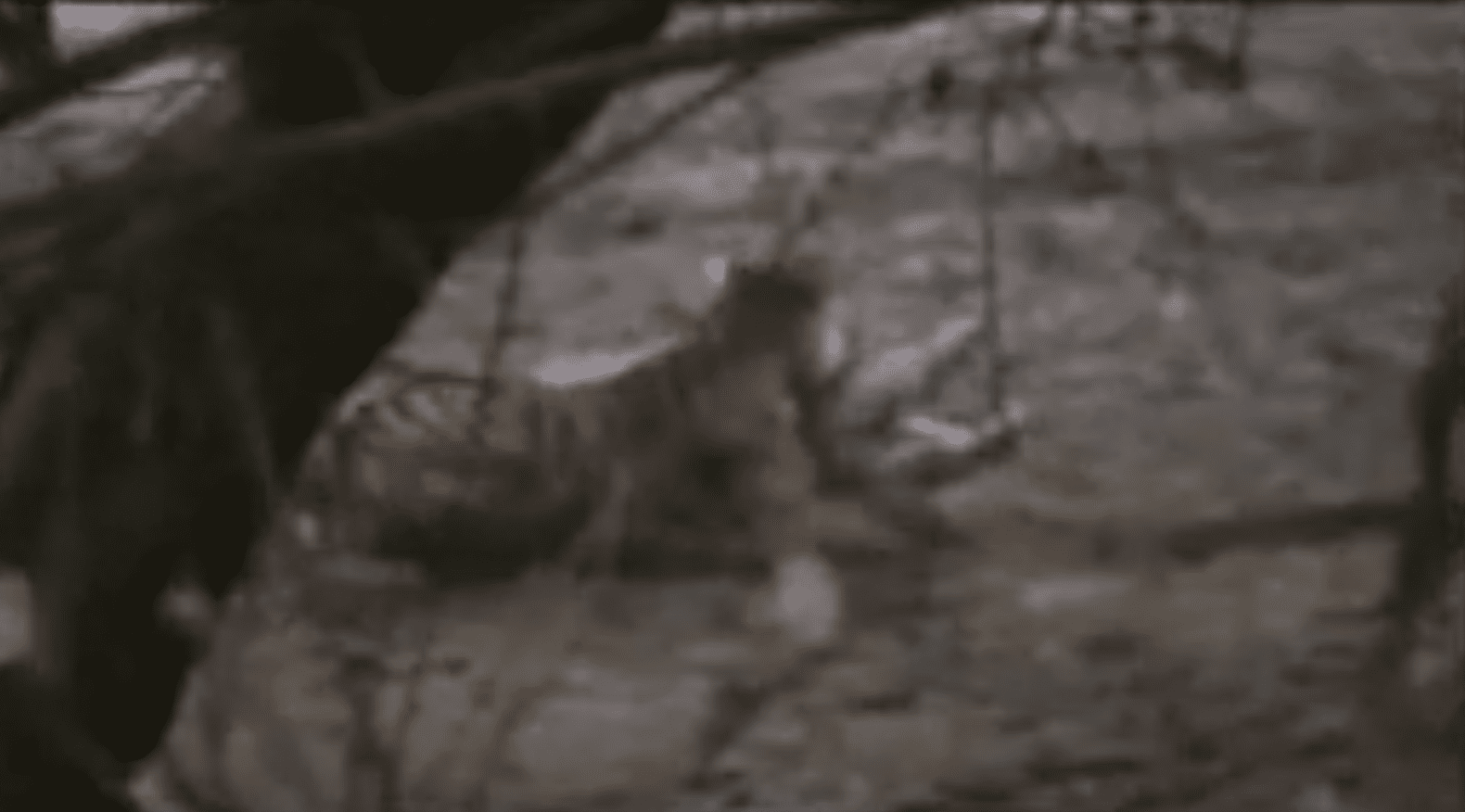 Can A Tiger Take Down A Crocodile? Vintage Video Shows Just What ...