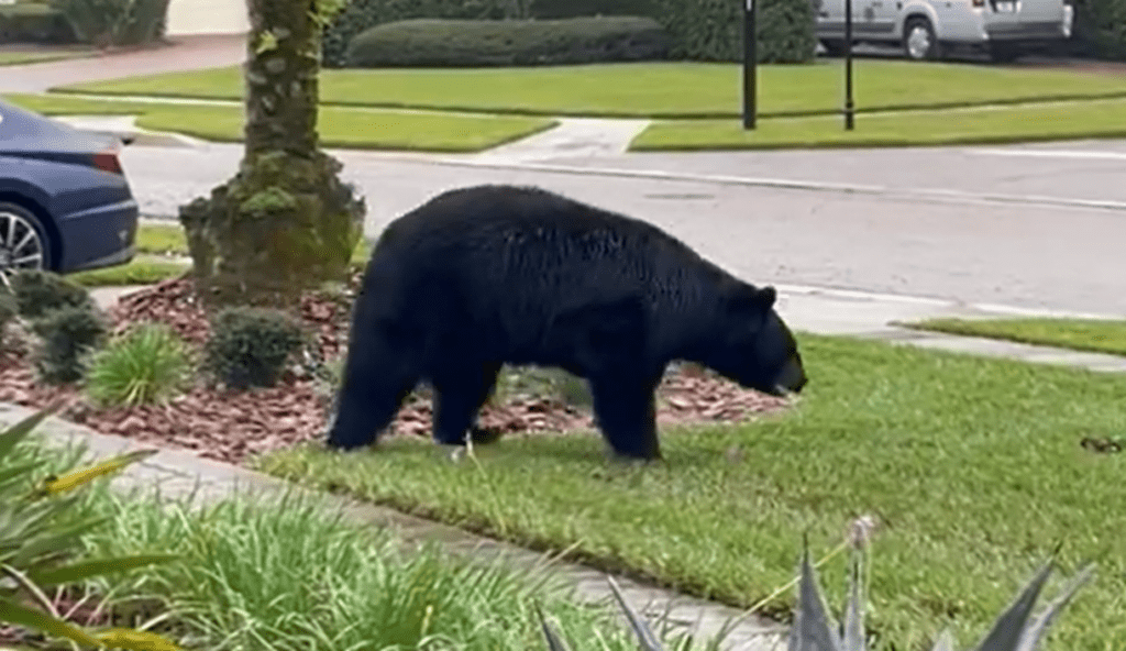 Tripod, The White Claw Drinking, Three-Legged Black Bear From Florida ...