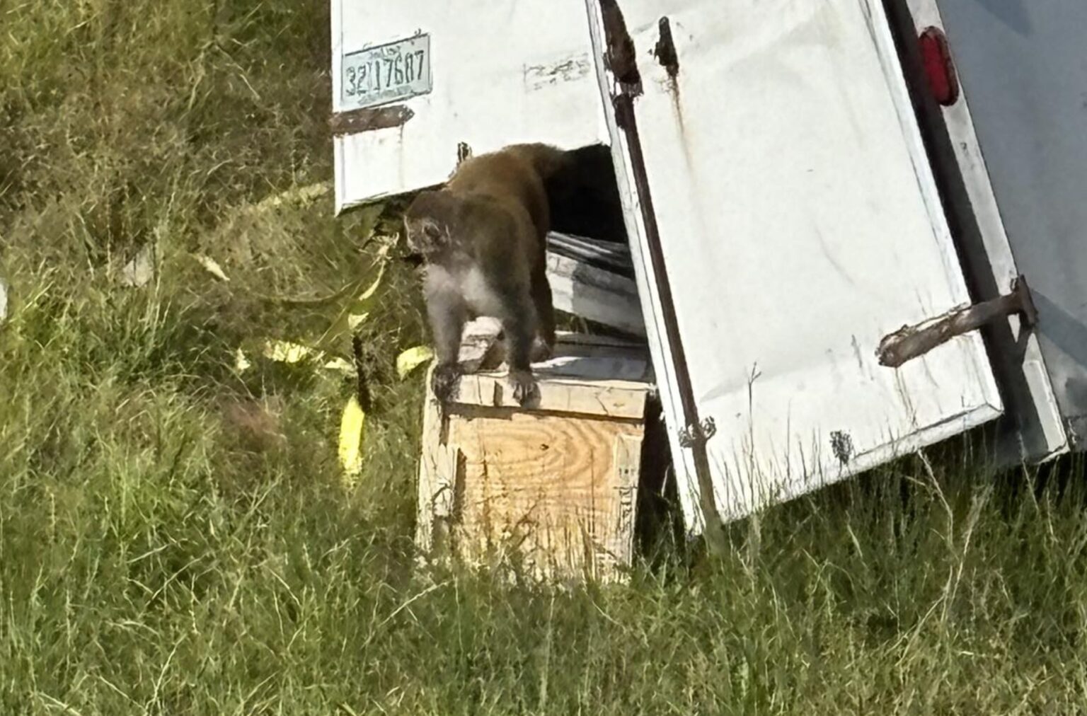 An “Aggressive” Monkey Is On The Loose After A Truck Carrying Research ...