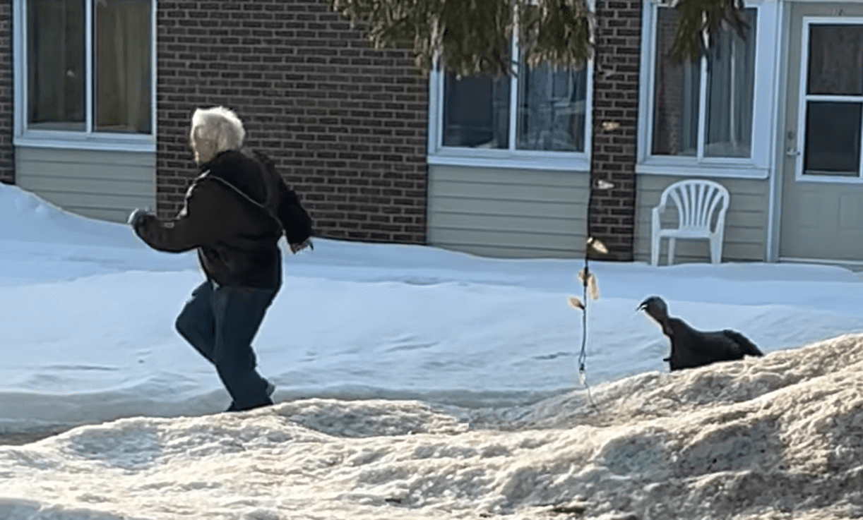 Turkey Terrorizing Canadian Town Brought Down With Slingshot After ...