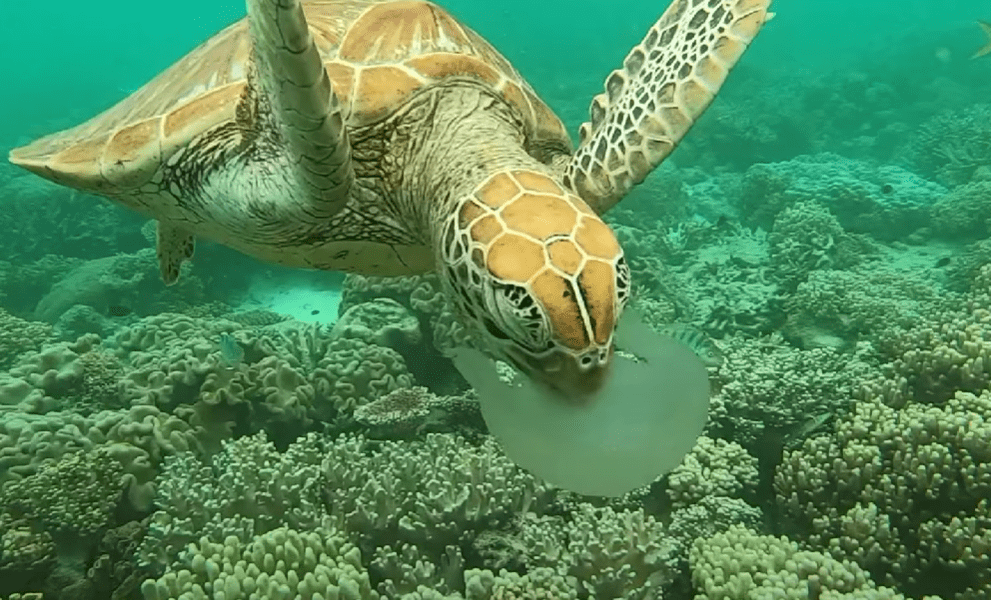 Sea Turtle Grabs A Bite Of A Jellyfish In Tranquil Underwater Video ...