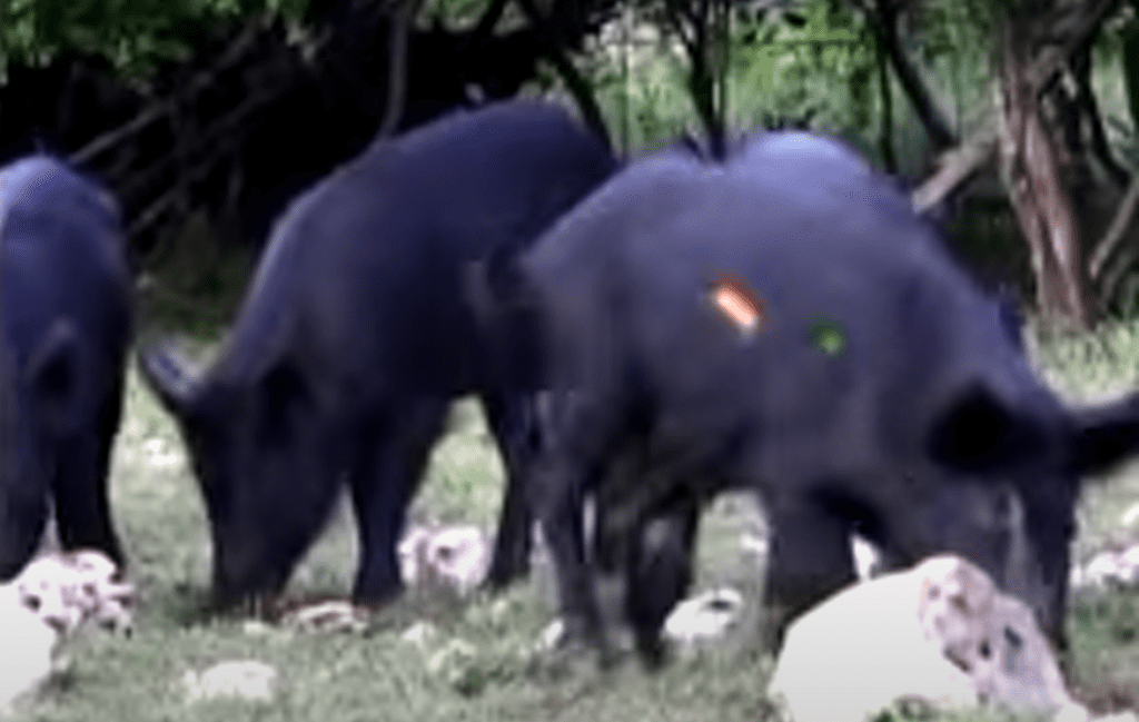 Hunters Calls His Shot & Takes Out Two Feral Hogs With One Arrow ...