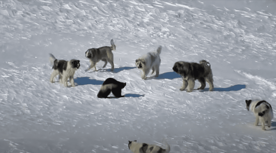Wolverine Takes On Entire Pack Of Dogs, Doesn’t Even Break A Sweat ...