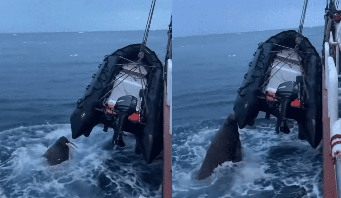 Angry Walrus Jumps Up And Pops Life Boat With His Tusks | Whiskey Riff