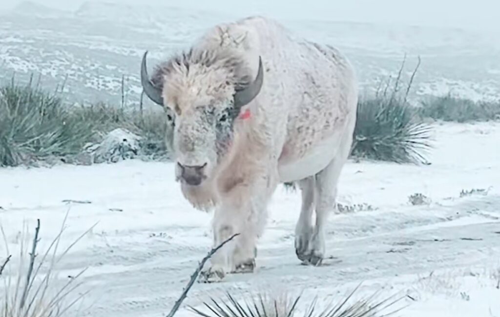 A Sacred Omen? Incredibly Rare White Bison Moseys Down Snow-Covered ...