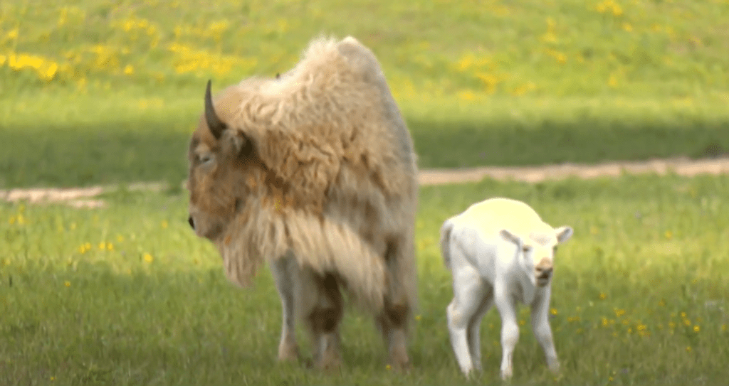 Rare White Bison Calves Born In Kansas & Texas In The Same Week: “A ...