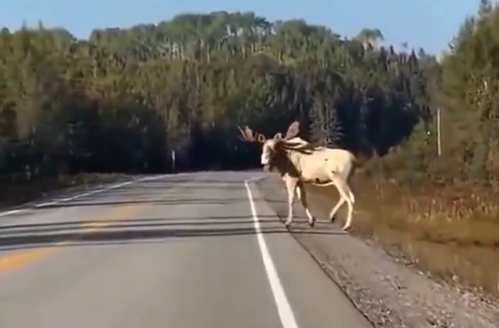 Rare White Bull Moose Looks Both Ways Before Crossing The Road In ...
