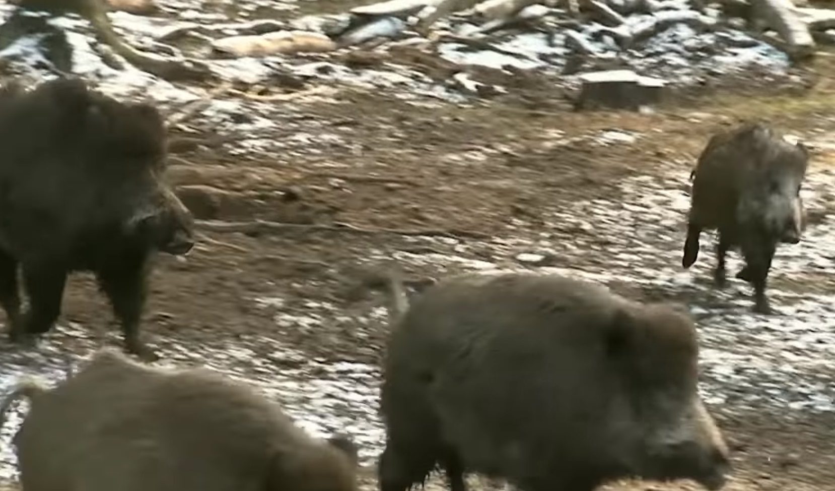 Scientists Warn Of Bigger, Smarter “Super Pigs” In Canada, Likely To ...