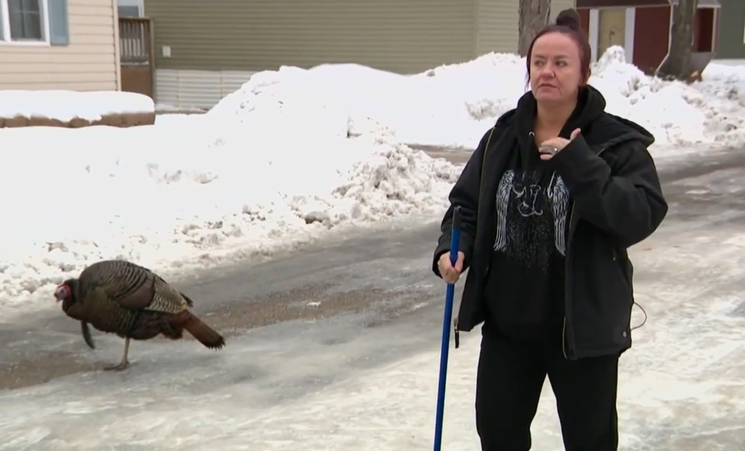 Terror By Turkey: Wild Turkeys Have A Long History Of Attacking Humans ...