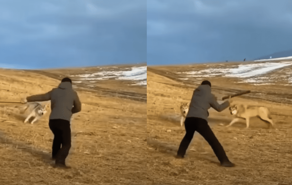 Video Surfaces Of A Wolf Chasing A Man Who Decides To Square Up ...