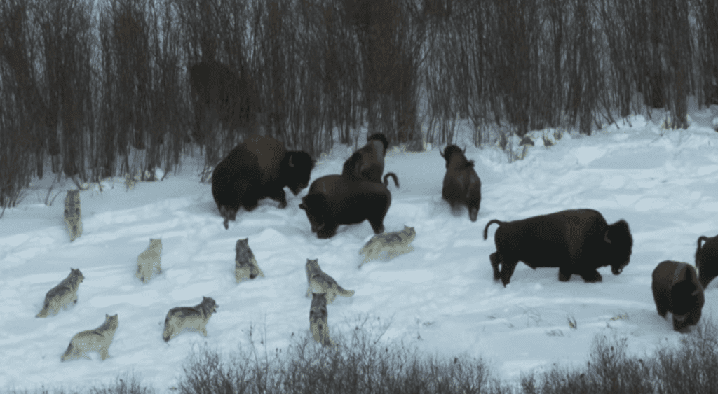 Wolf Pack Perfectly Times Attack On Bison Herd… & Dinner Is Served ...
