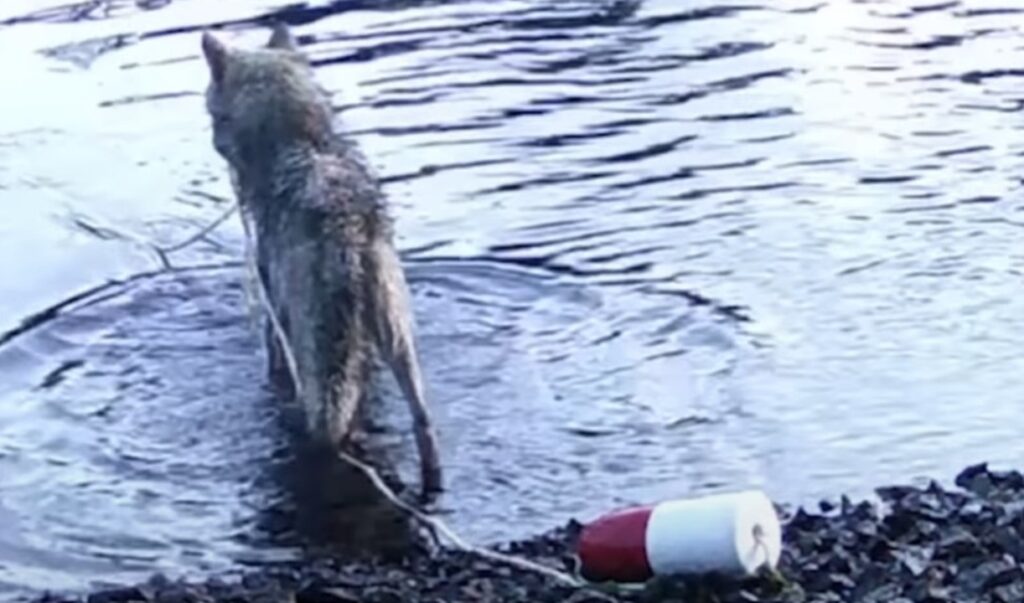 Wolf Seen Dragging Crab Traps Out Of The Water, Might Be The First ...