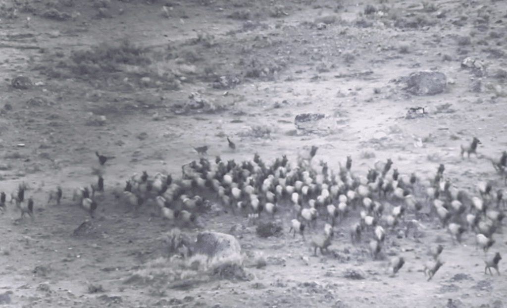 Massive Wolf Pack Launches Attack On Elk Herd In Yellowstone National ...