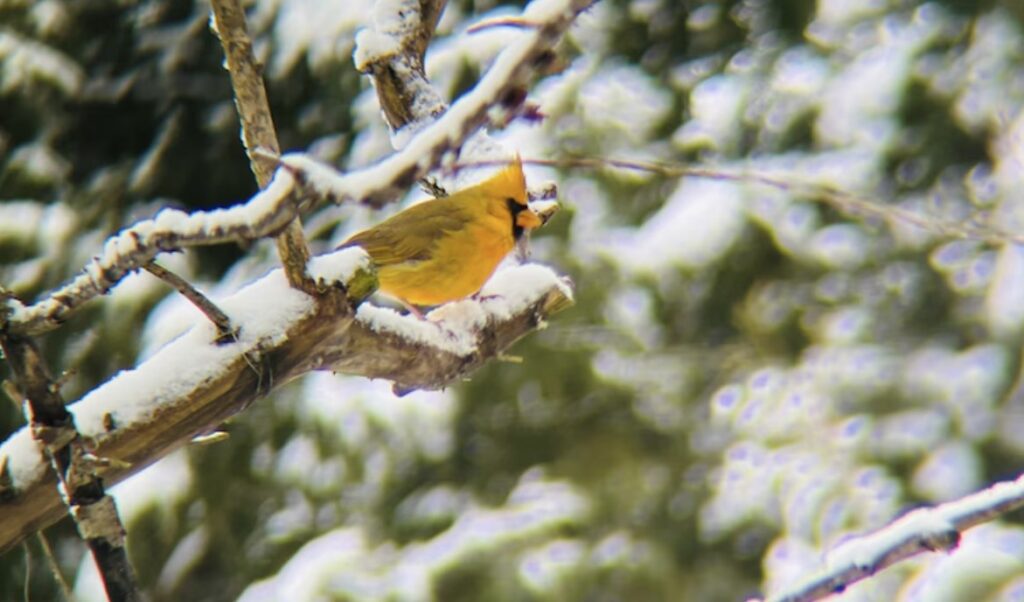 Rare Yellow Cardinal Spotted In Michigan: “One-In-10-Million Bird ...