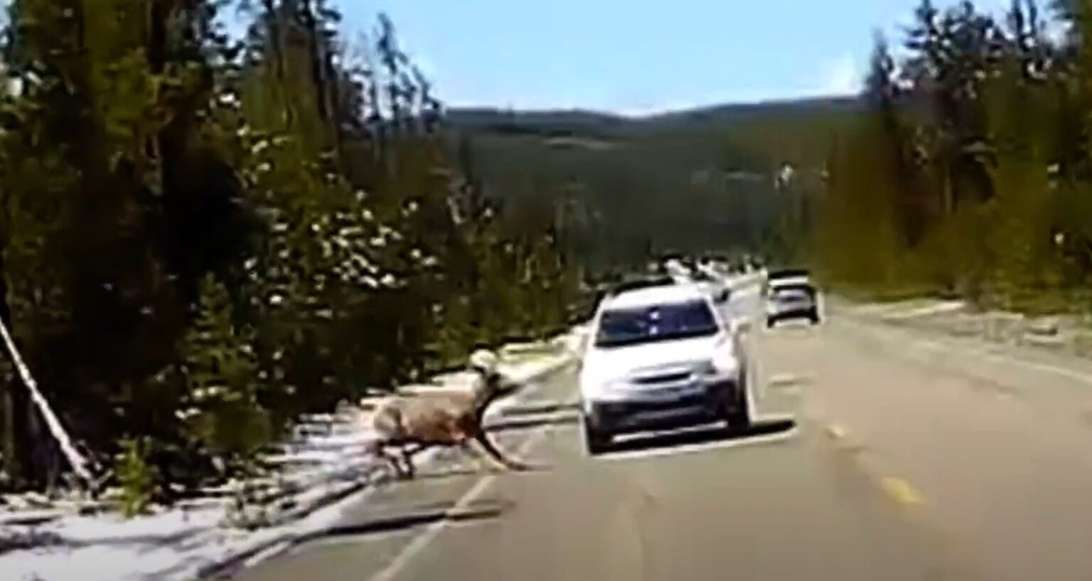 Yellowstone Elk Runs Into The Side Of A Car While Trying To Escape A ...