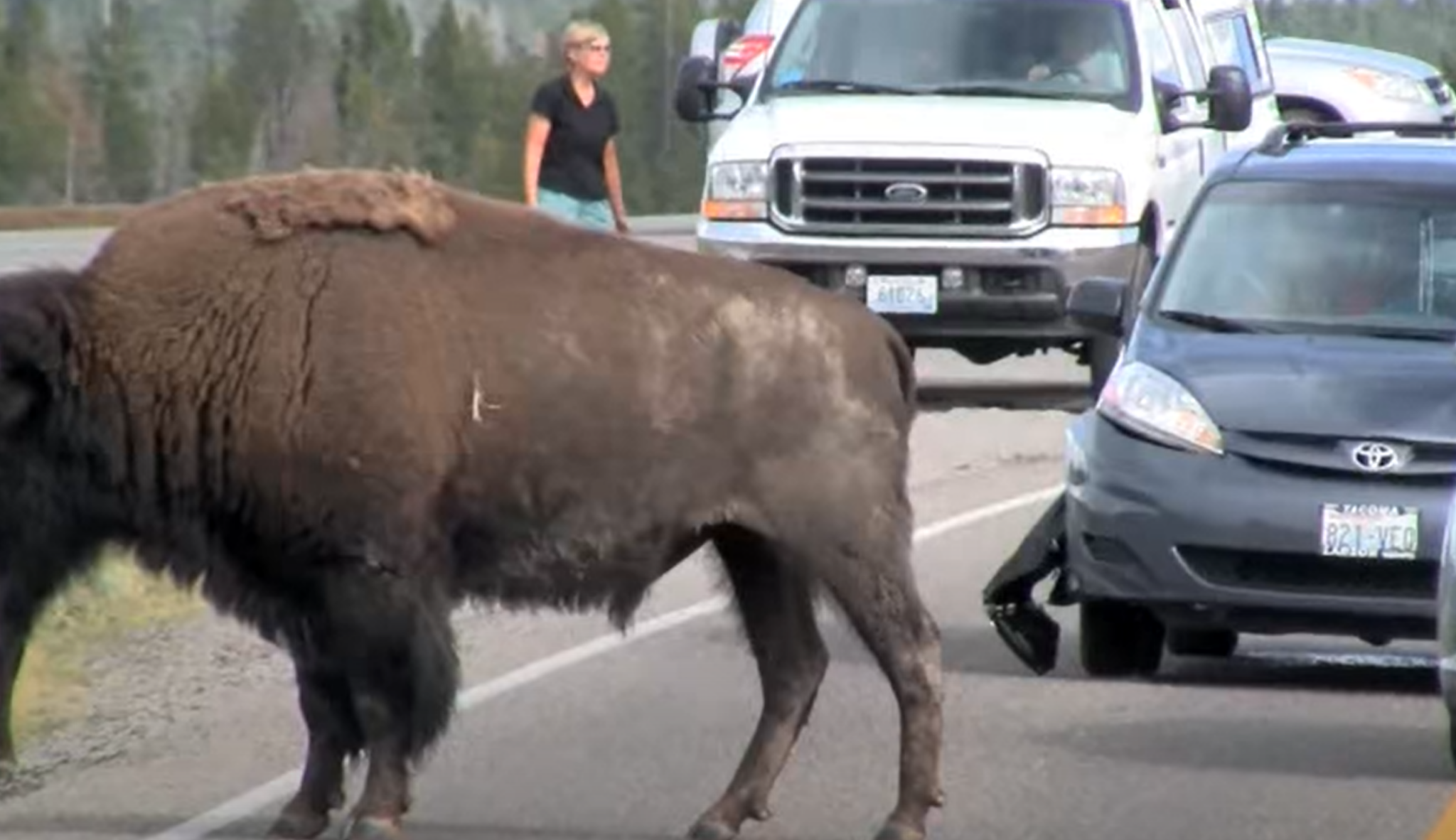 Bison Rams A Minivan That Got A Little Too Close At Yellowstone ...
