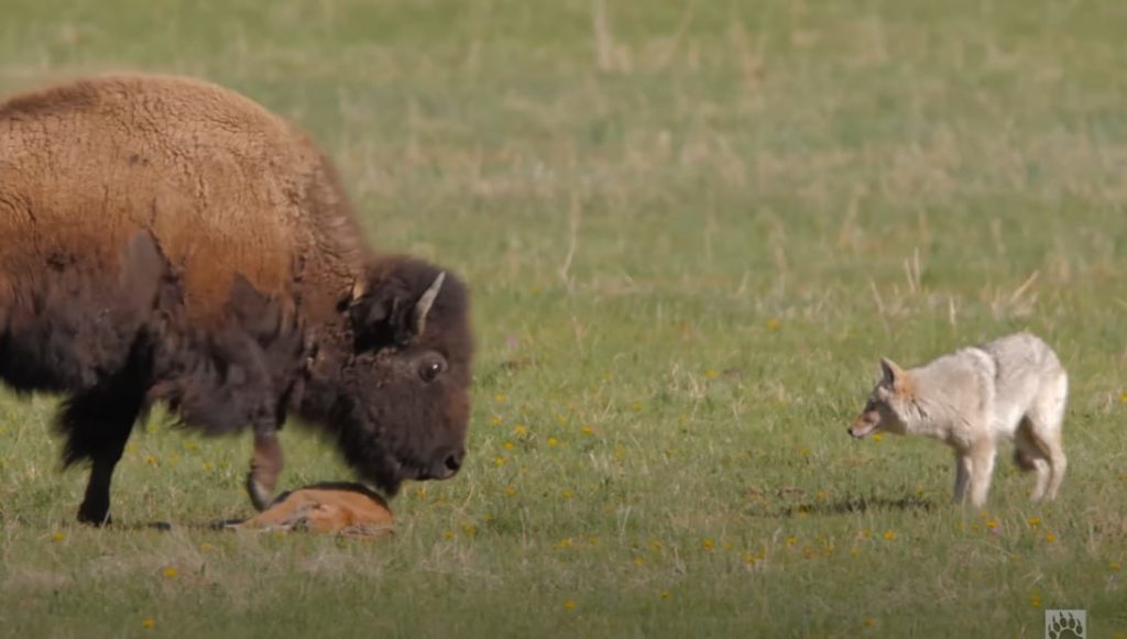 Bison Shields Her Dead Calf From Hungry Coyotes At Yellowstone National ...