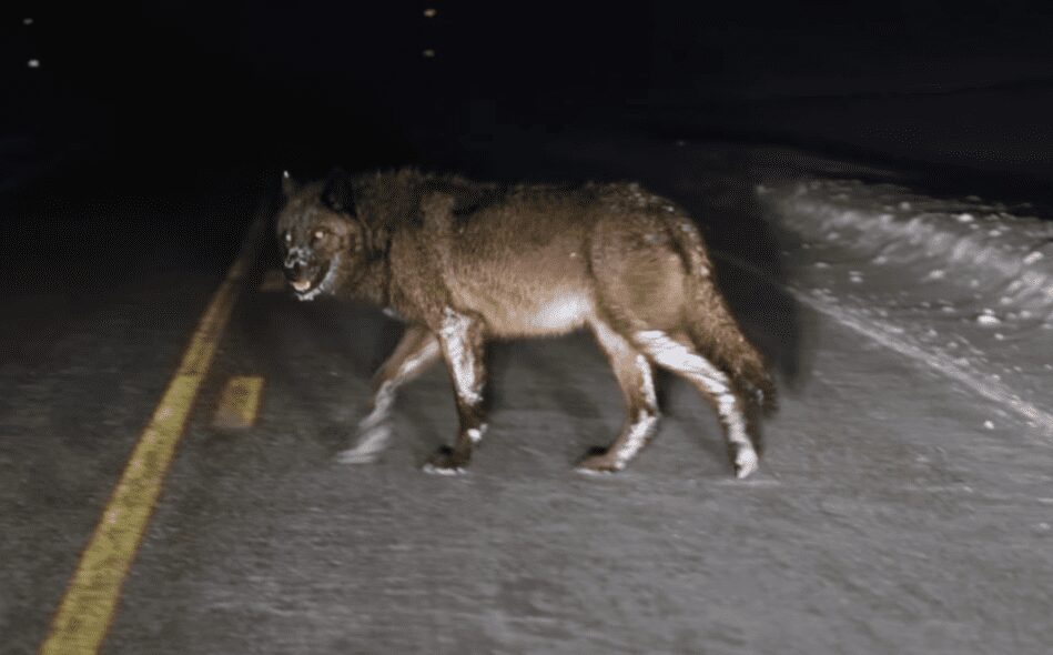 Black Wolf Chasing 47 Wolf Chasing Prey Stock Photos, High Res