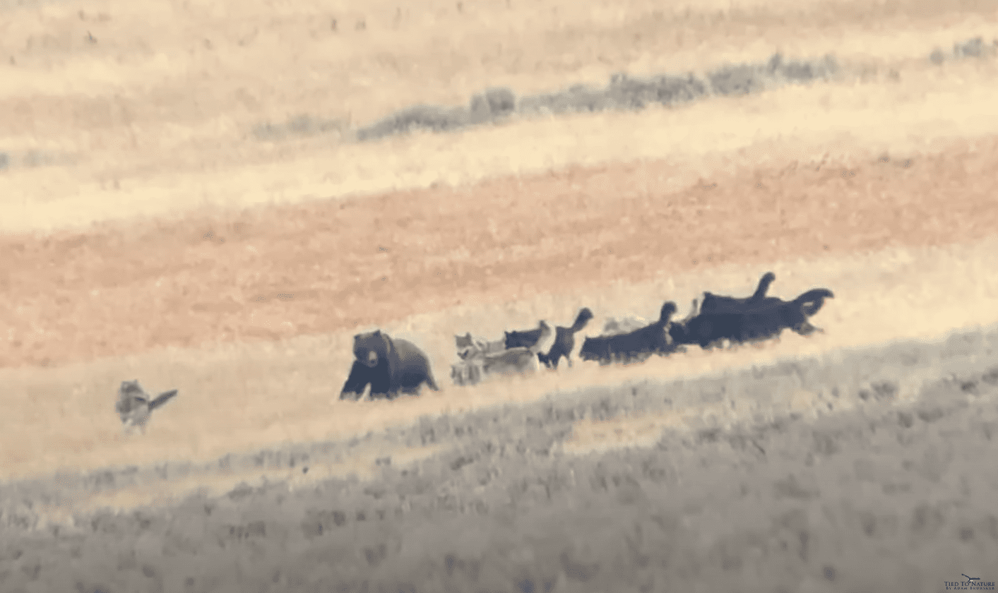 Grizzly Bear Troid Wolves Photographer Captures A Once In A Lifetime