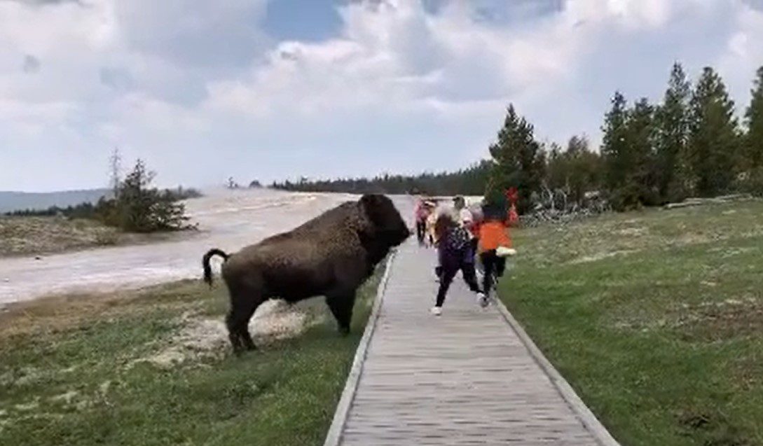 Woman’s Whole Life Flashes Before Her Eyes As Bison Nearly Headbutts ...