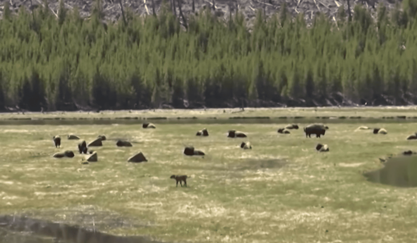 Extremely Rare White Bison Calf Born At Yellowstone National Park ...