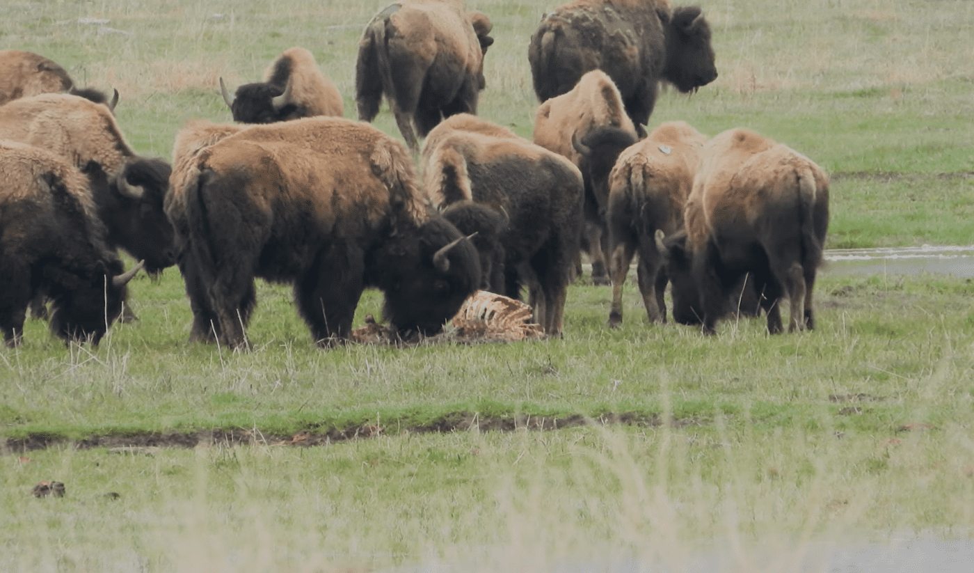 Herd Of Bison Hold Funeral For Bison Cow That Died Giving Birth In ...
