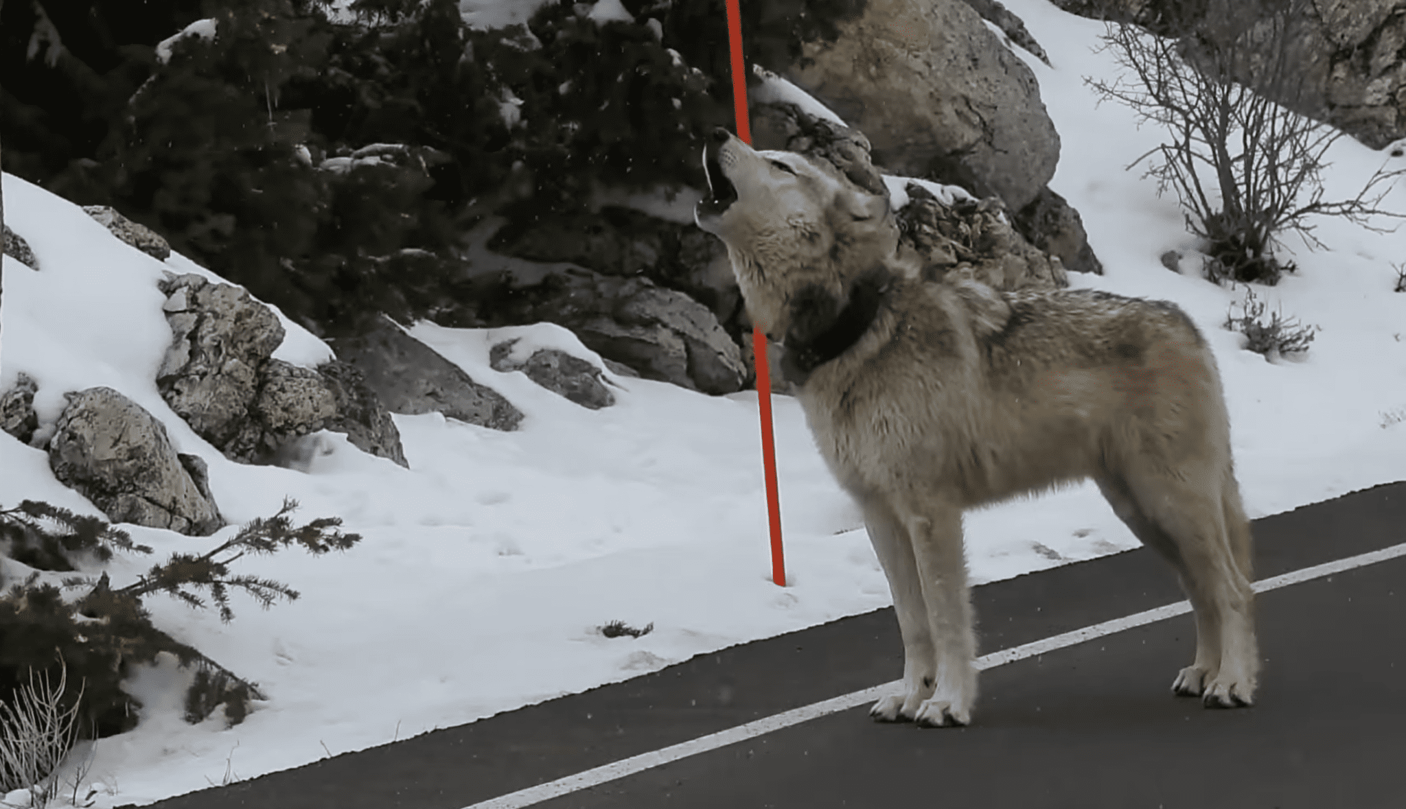 Lone Wolf Spotted Howling On The Road In Yellowstone National Park ...