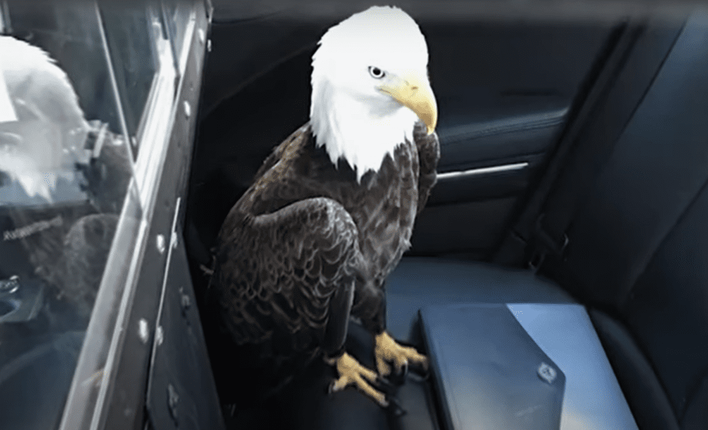 Florida State Trooper Puts Bald Eagle In Backseat Of Patrol Car… To ...