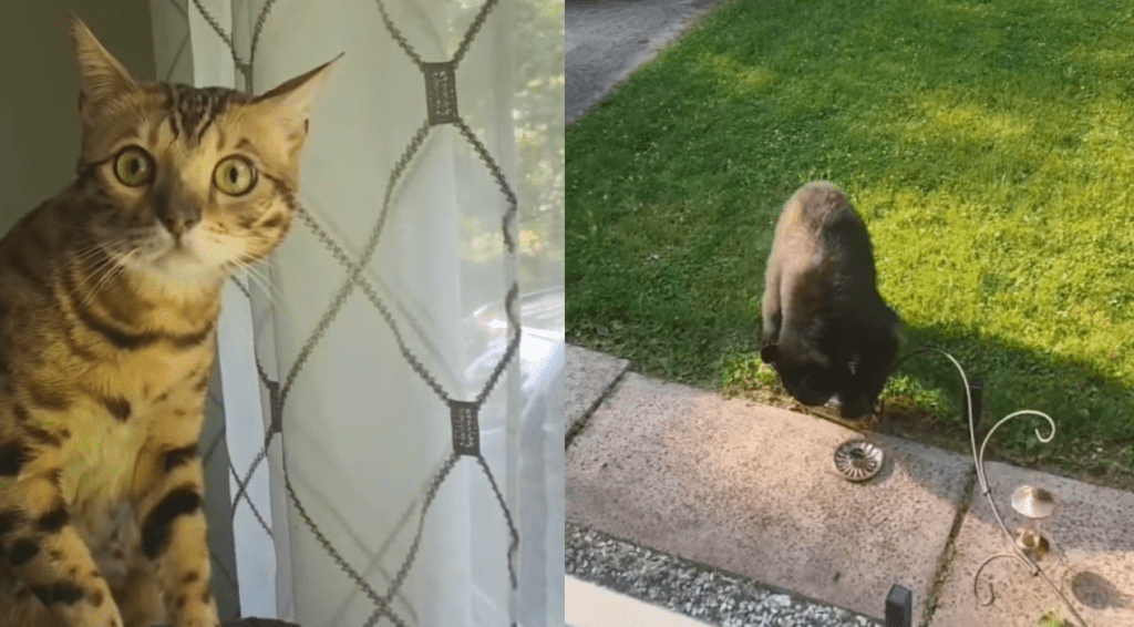 Bear Digging Into Front Yard Bird Feeder Has House Cat SHOOK | Whiskey Riff
