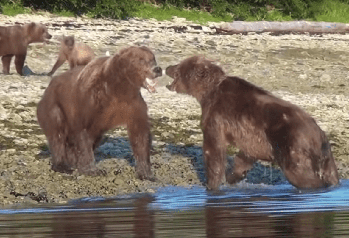 Two Massively Powerful Alaskan Brown Bears Fight It Out Over Dead Whale ...