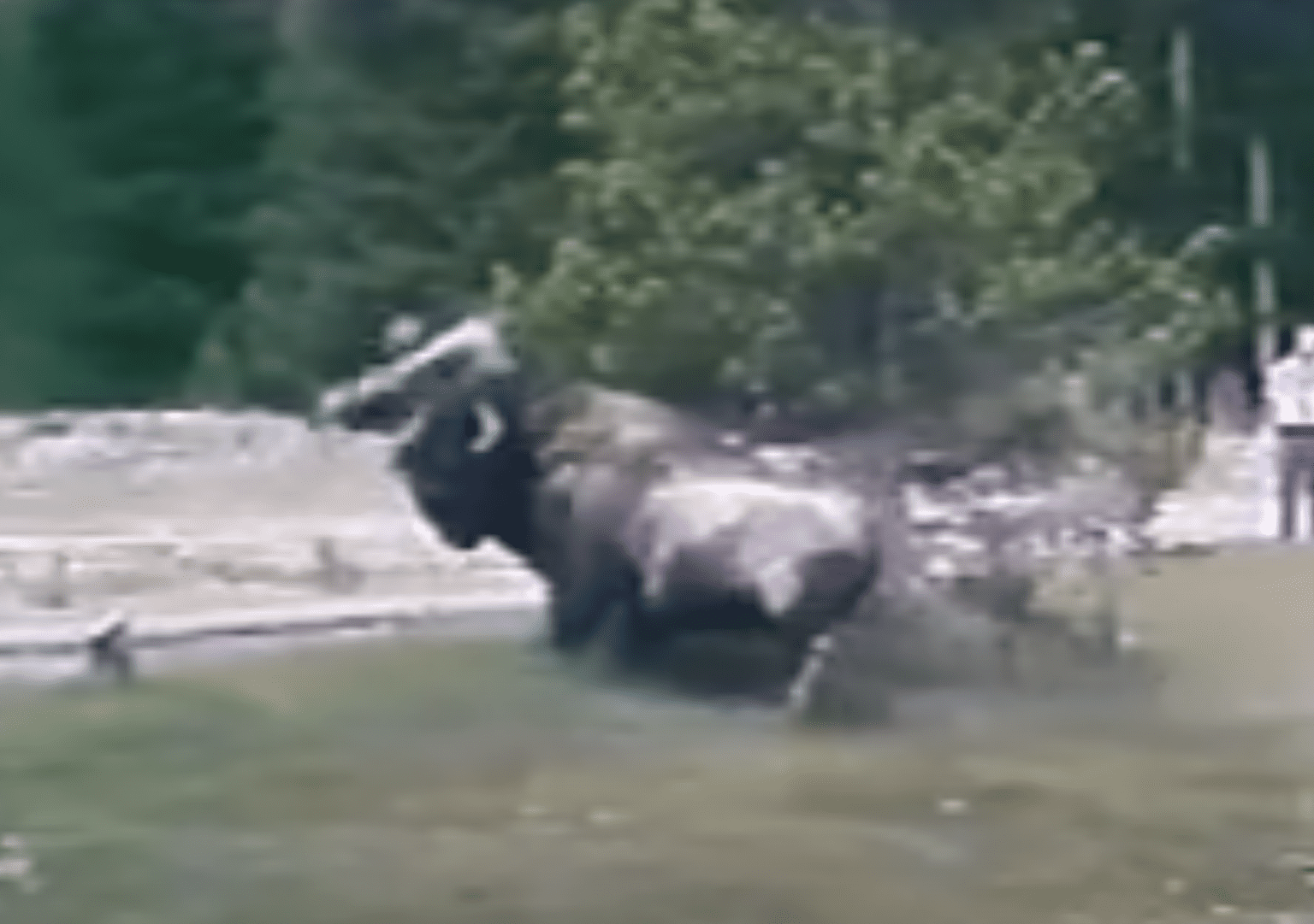 Wild Vintage Footage Shows Bison Launching Yellowstone National Park ...