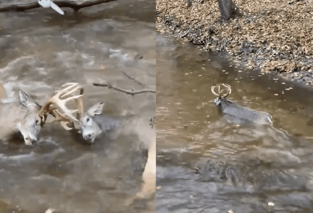 Good Samaritan Saws Off Deer’s Antler To Free Two Bucks That Got ...