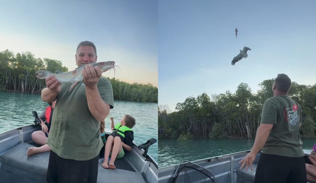 Fisherman Tosses Hefty Catfish Up Into The Air & Massive Eagle Has No ...